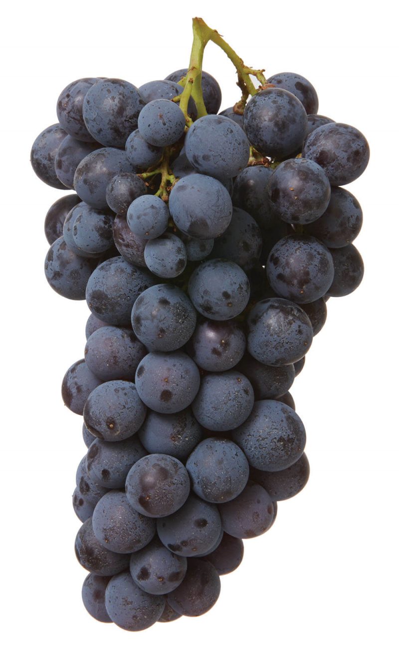 Native Veronese grapes varieties - Valpolicella focus