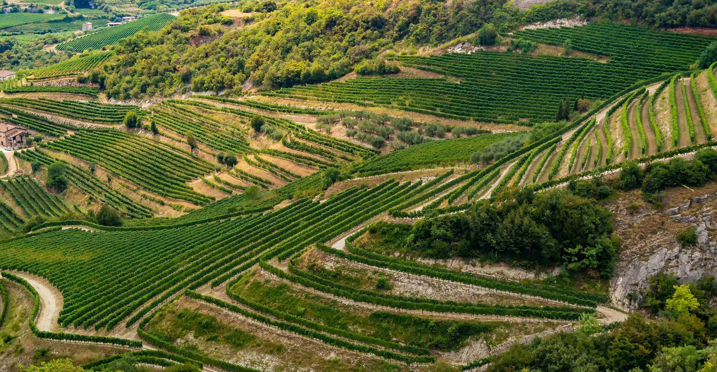 The Estates di Tenuta Santa Maria di Gaetano Bertani · Verona