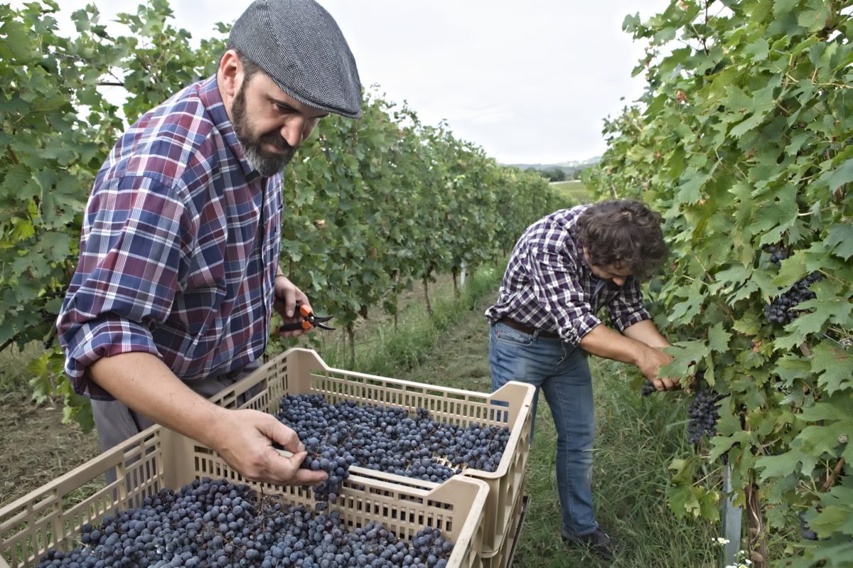 Amarone: the grapes that give a nectar of excellence
