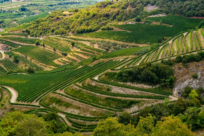 Marl Soils: characteristics, properties and cultivations in Valpolicella